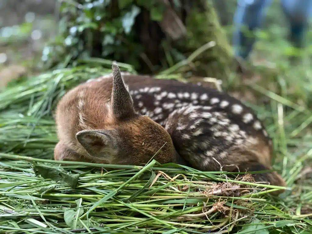 Rehkitzrettung - Jägervereinigung